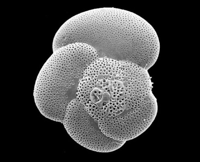 Paleobiology – MacLeod NJU Courses Site